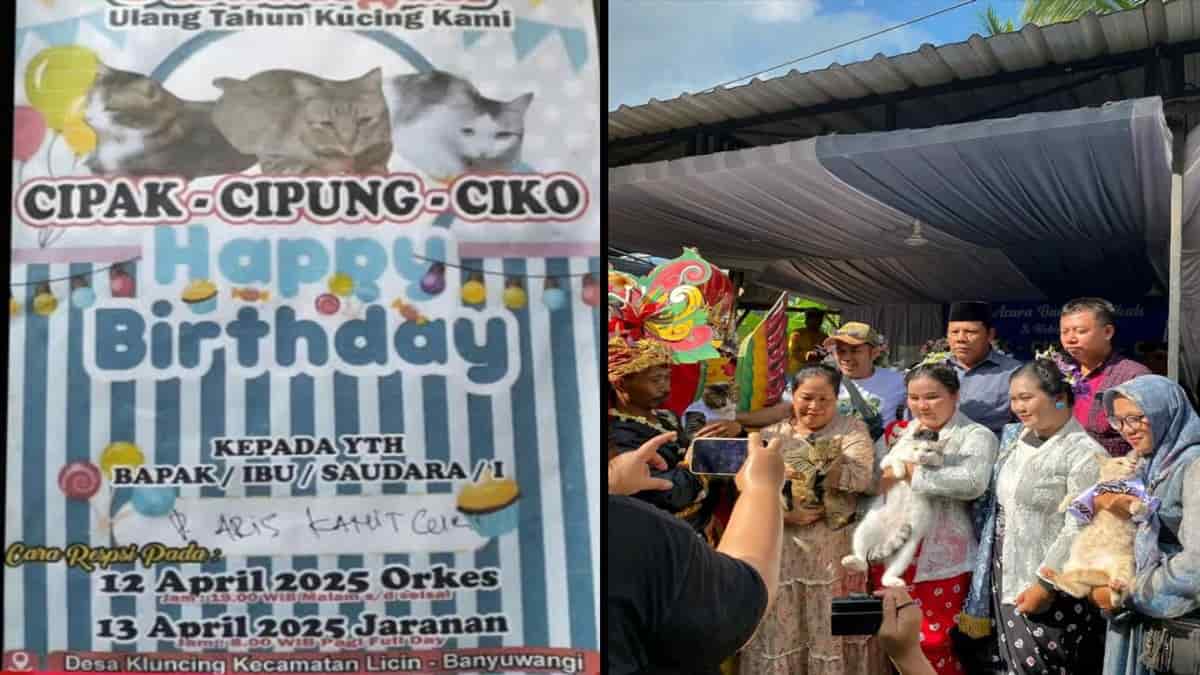 Pesta Ulang Tahun Kucing Digelar Meriah Dua Hari Satu Malam di Sebuah Desa di Banyuwangi ...